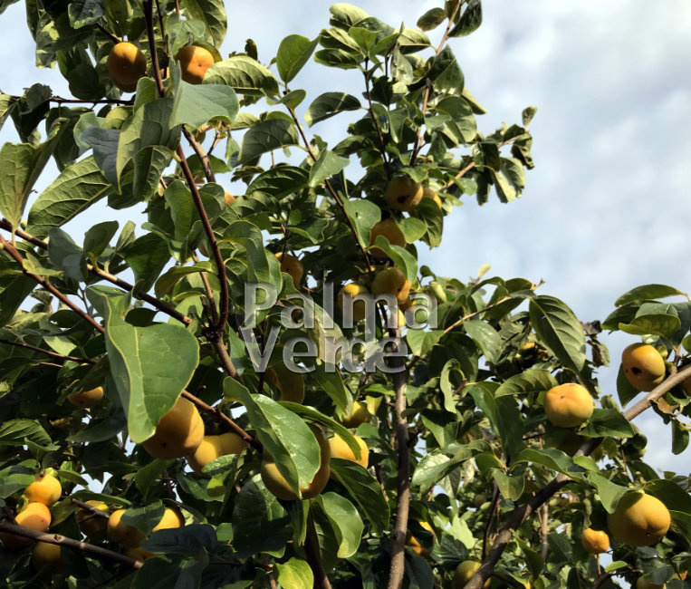 Diospyros kaki - Sharonfruit - Persimmon - Palma Verde Exoten V.O.F.