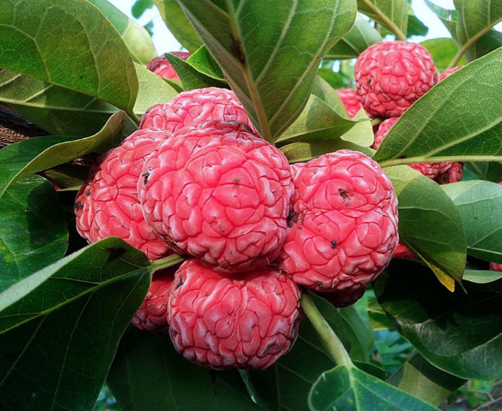 Cudrania tricuspidata - Chinese strawberry tree - Palma Verde Exoten V.O.F.