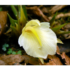 gemberplant - Palma Verde Exoten