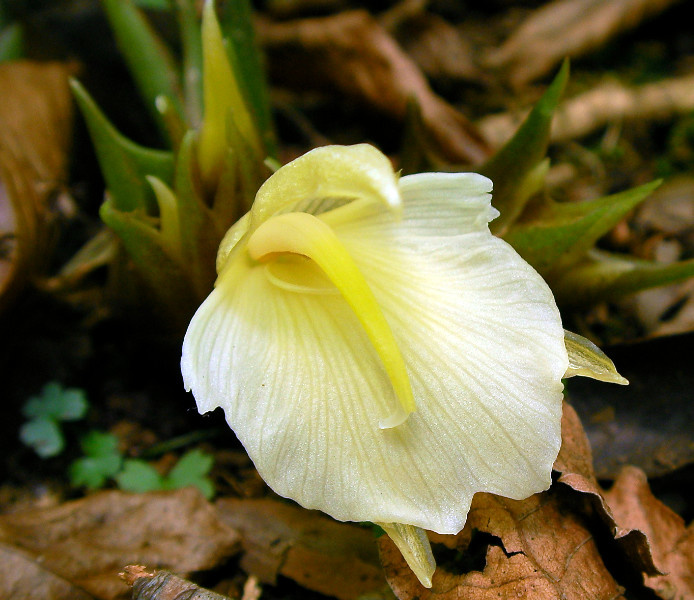 Zingiber mioga - Japanese ginger - Palma Verde Exoten