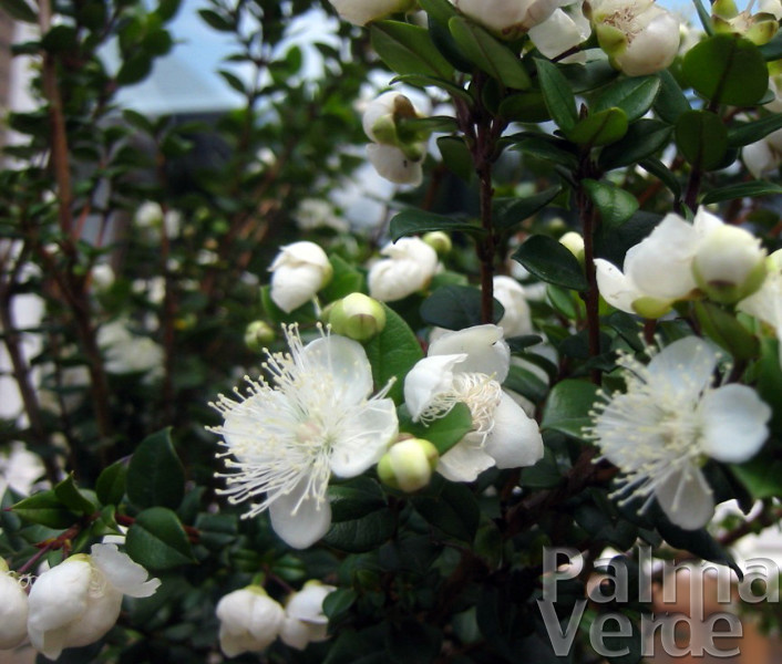 Myrtus communis Microphylla - Mirte struik - Palma Verde Exoten