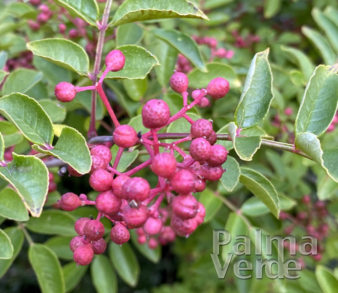 Zanthoxylum simulans - Szechuanpeper - Palma Verde Exoten