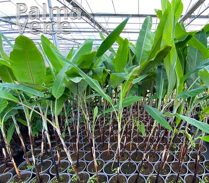 Musa nagensium var. nagensium - Palma Verde Exoten