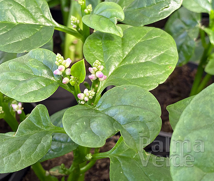 Basella alba - Malabar spinach - Palma Verde Exoten