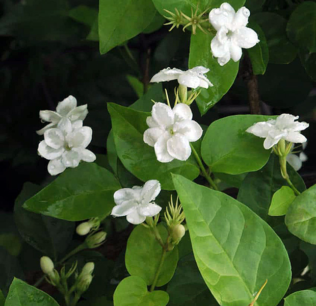 Jasminum sambac Arabian Nights - Arabian jasmine - Palma Verde Exoten