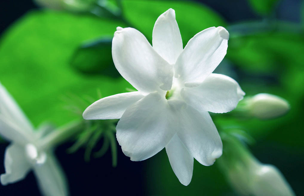 Indonesian National Flower Jasmine | Best Flower Site