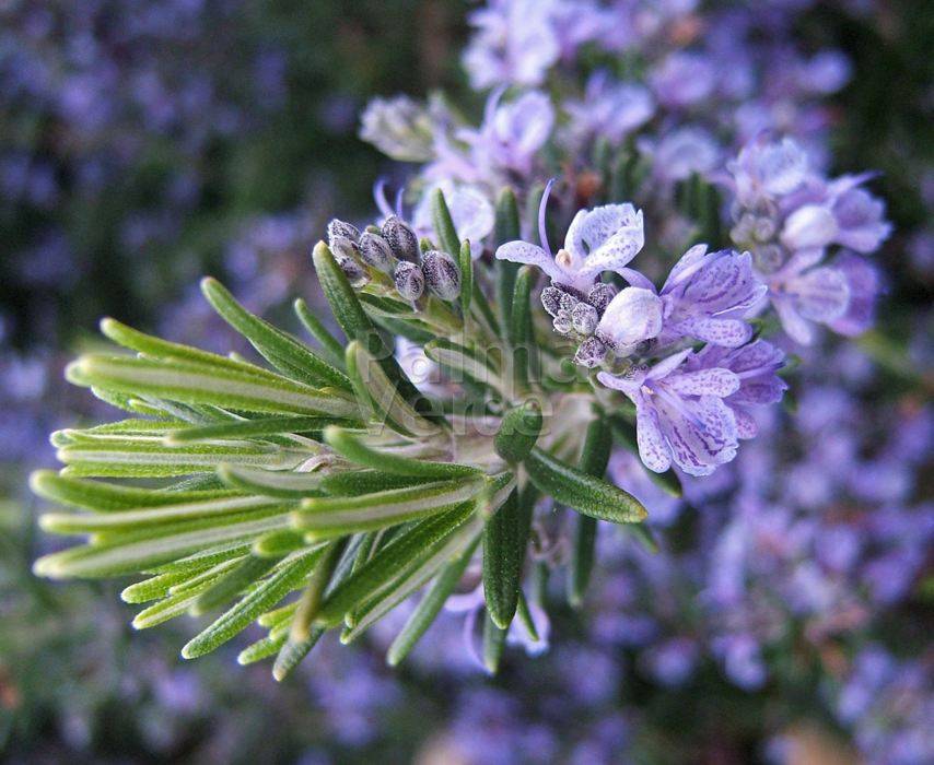 Rosmarinus officinalis Prostratus - Rozemarijn - Palma Verde Exoten