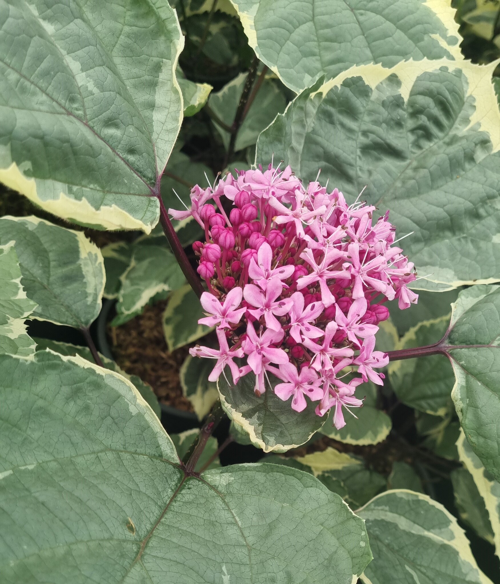 Clerodendrum bungei 'Pink diamond' - Palma Verde Exoten V.O.F.