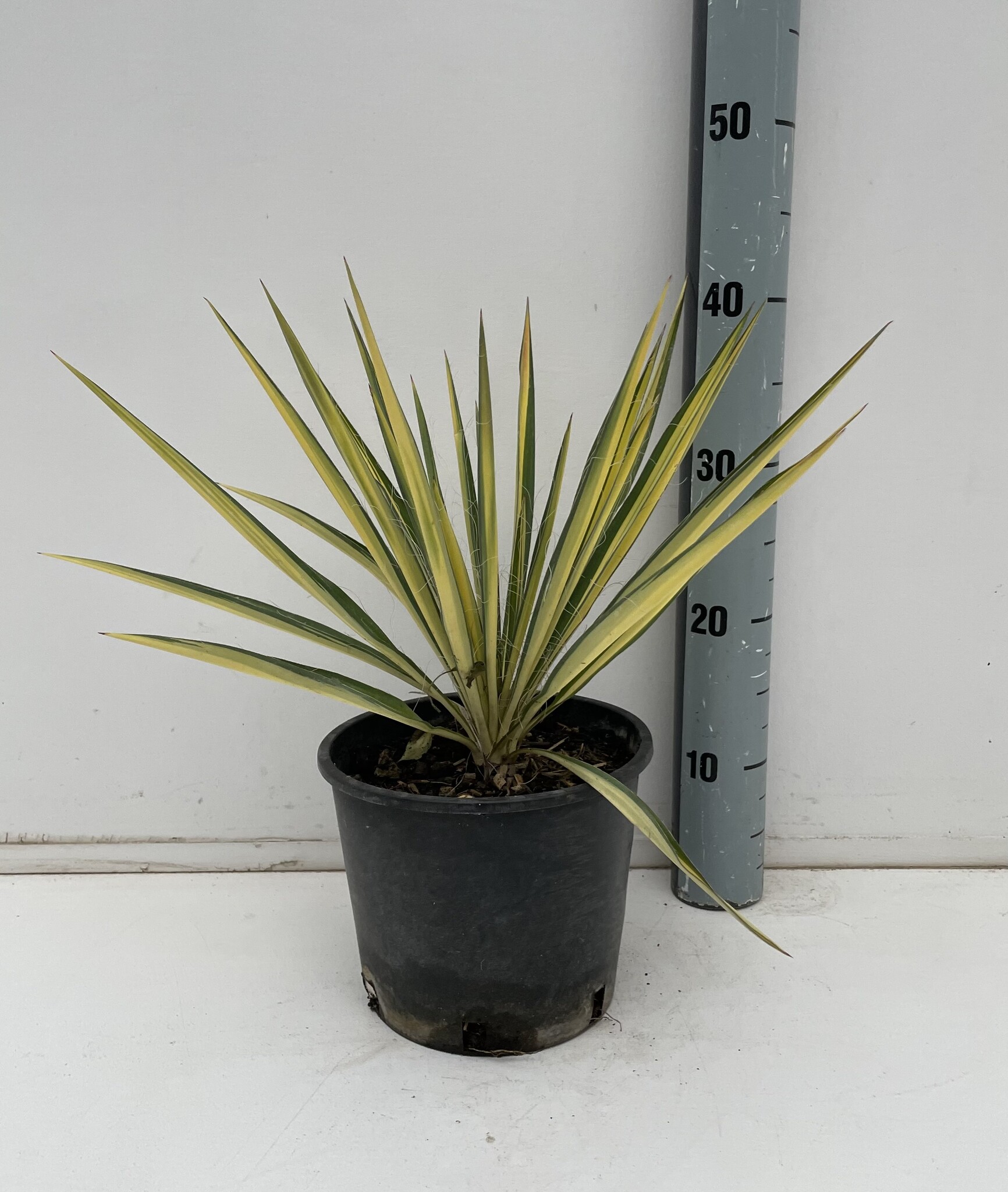 Yucca Filamentosa Plant