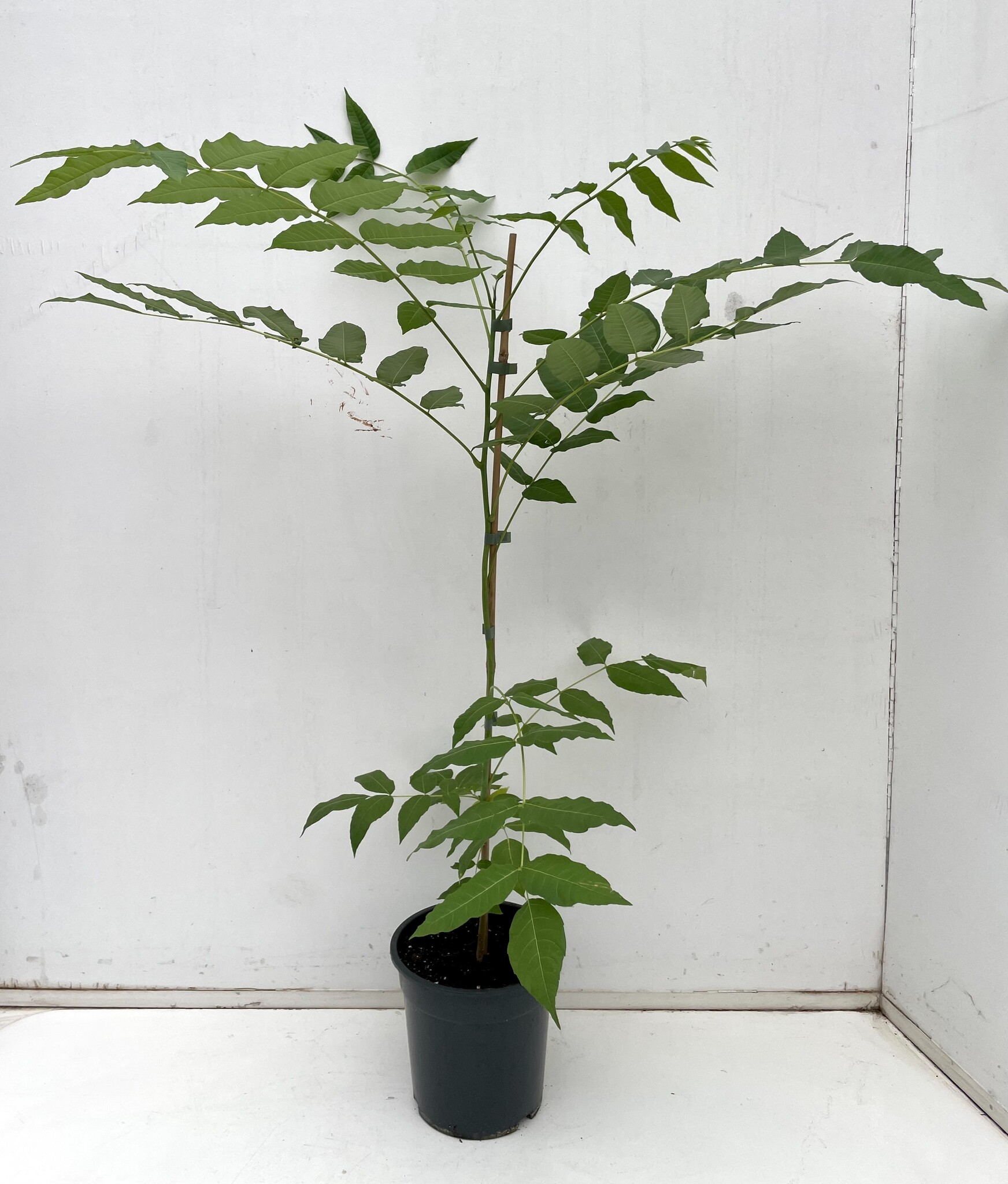 Toona sinensis Flamingo - Uiensoepboom - Palma Verde Exoten