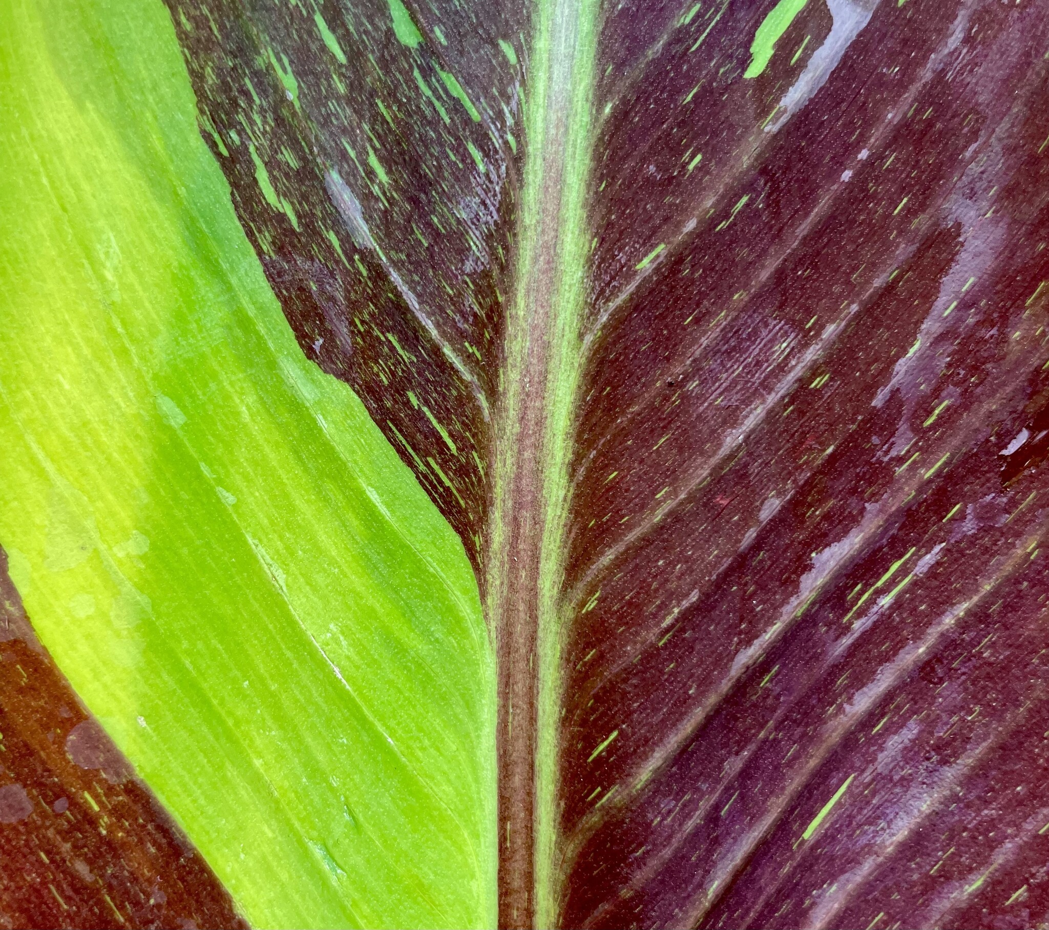 Musa siam Ruby - Palma Verde Exoten