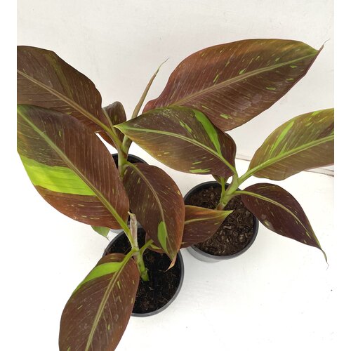 Musa siam Ruby - Palma Verde Exoten