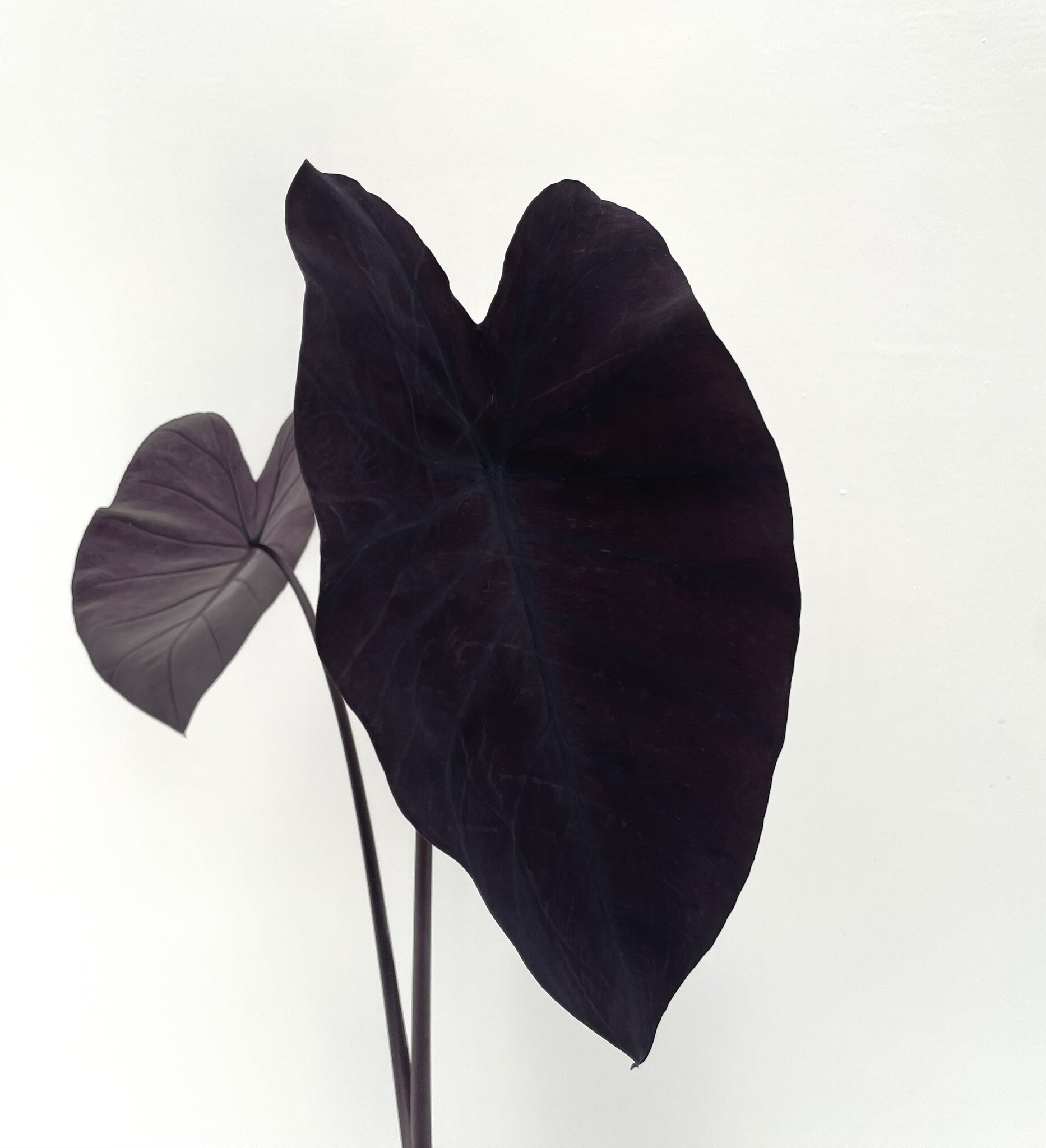 Colocasia esculenta Black Magic - Elephant ear - Palma Verde Exoten