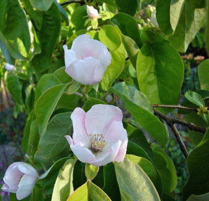 Cydonia oblonga - Kweepeer - Kweeappel - Palma Verde Exoten