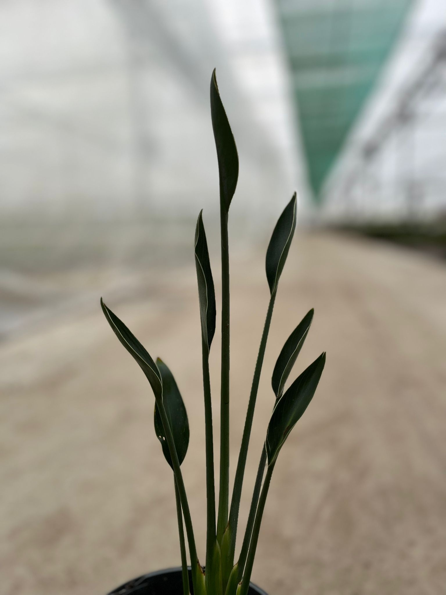 Strelitzia juncea - Speared bird of paradise - Palma Verde Exoten