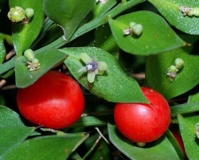Ruscus aculeatus - Palma Verde Exoten V.O.F.