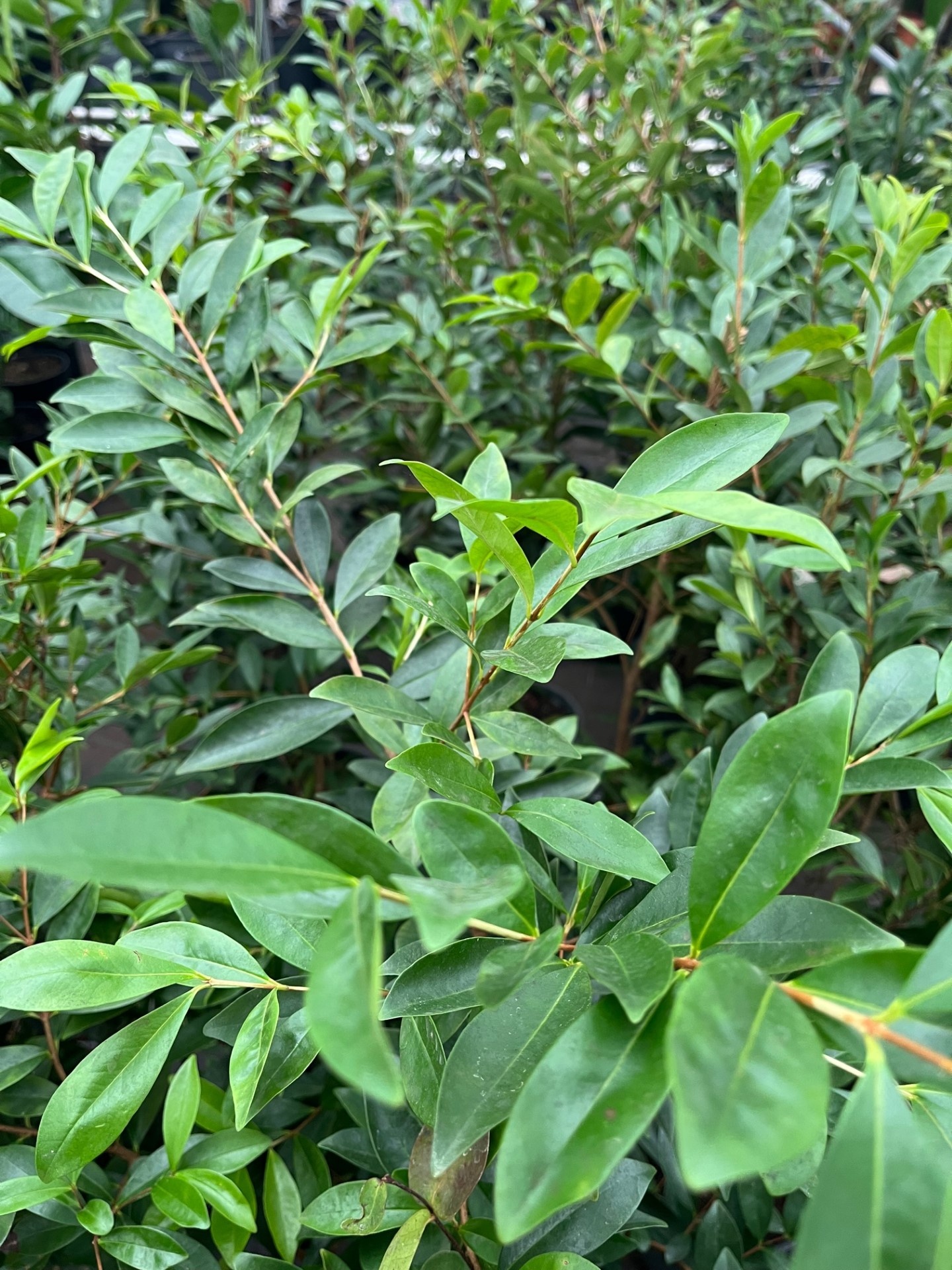 Eugenia involucrata - Kers van de Rio Grande - Palma Verde Exoten