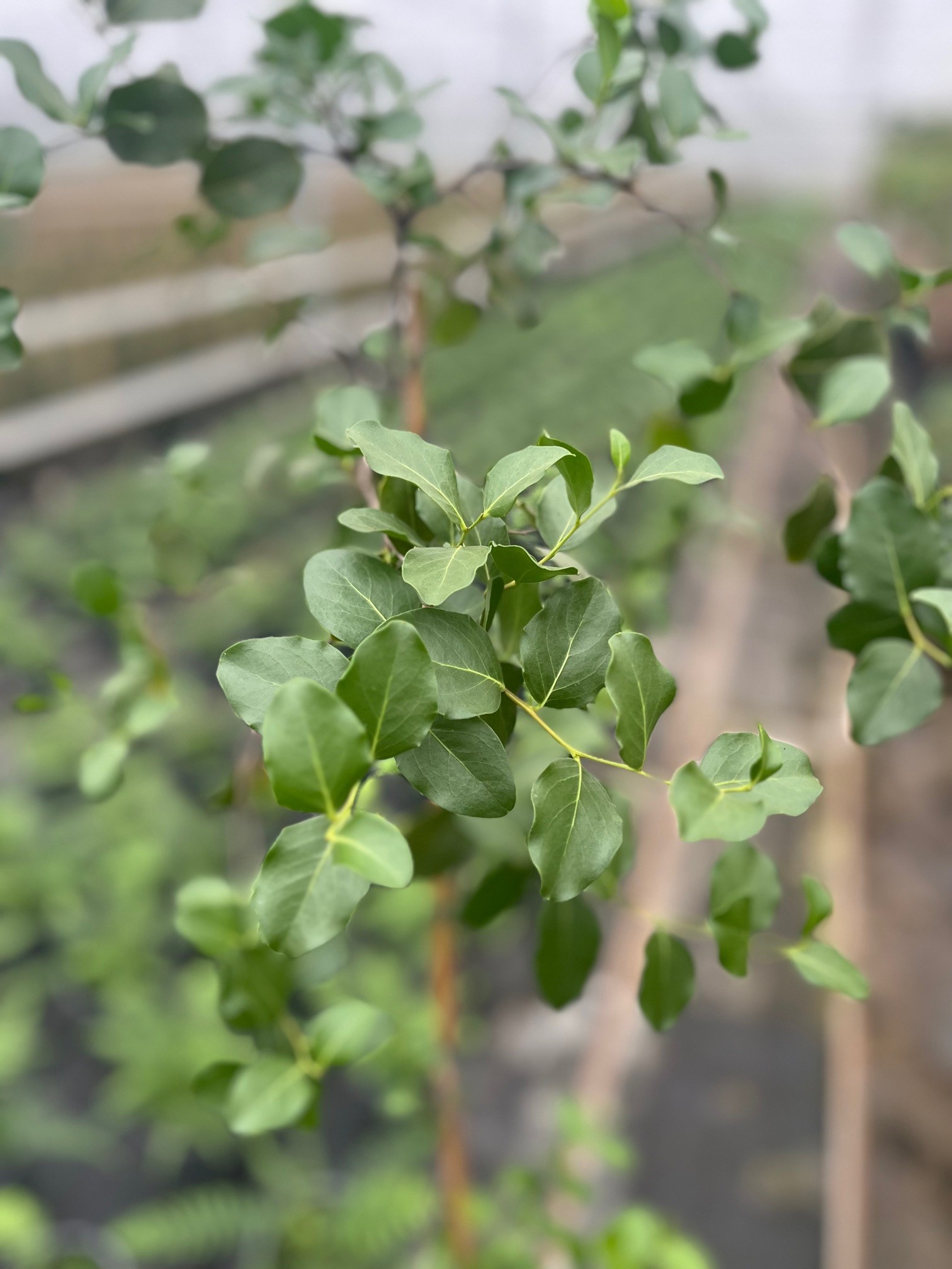 Quillaja saponaria - Soap bark - Palma Verde Exoten