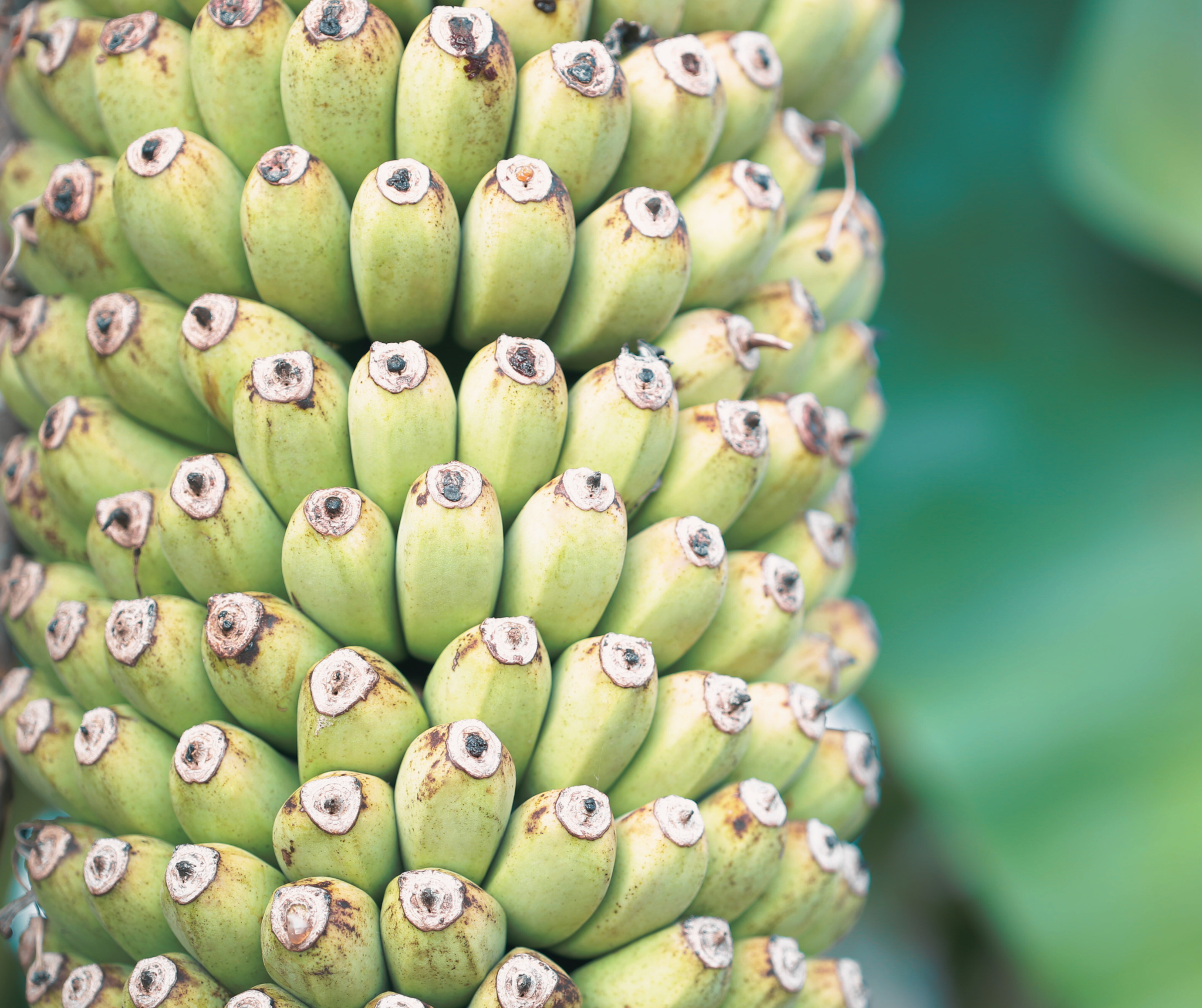 Musa chiliocarpa - Thousand Fingers Banana - Palma Verde Exoten