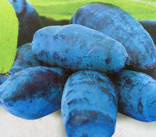 Lonicera caerulea "Blue Pacific" - Honeyberry - Palma Verde Exoten