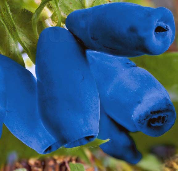 Lonicera caerulea "Blue Forest" - Honingbes - Palma Verde Exoten