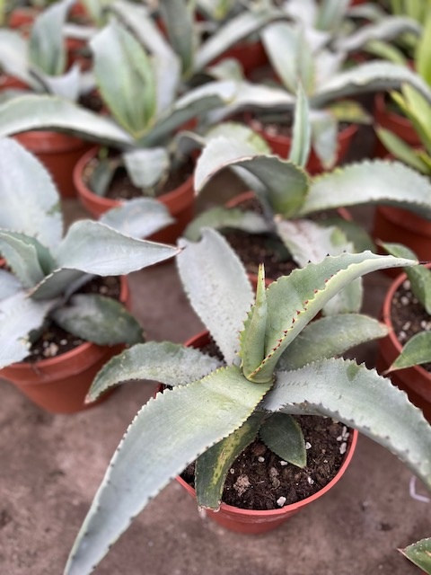 Agave marmorata - Marbled agave - Palma Verde Exoten