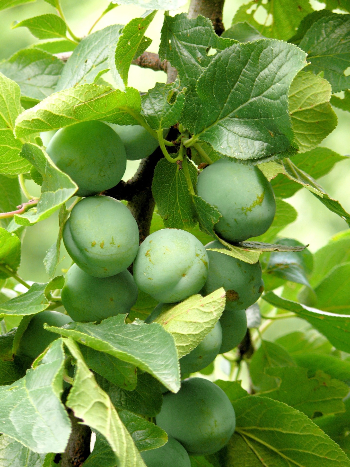 Prunus domestica L. "Reine Claude" - Groene pruim - Palma Verde Exoten