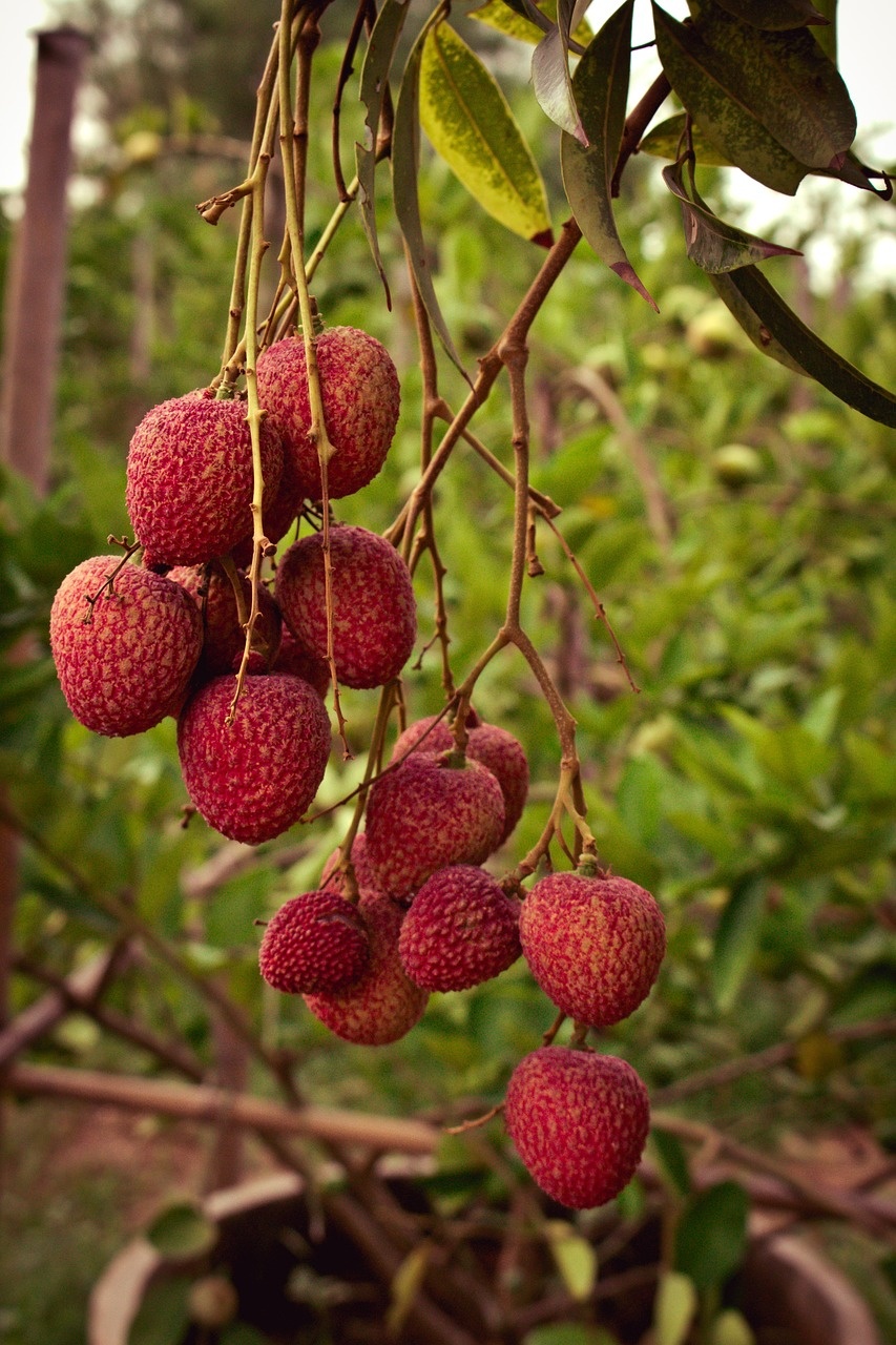 Litchi chinensis - Lychee - Litchi - Palma Verde Exoten