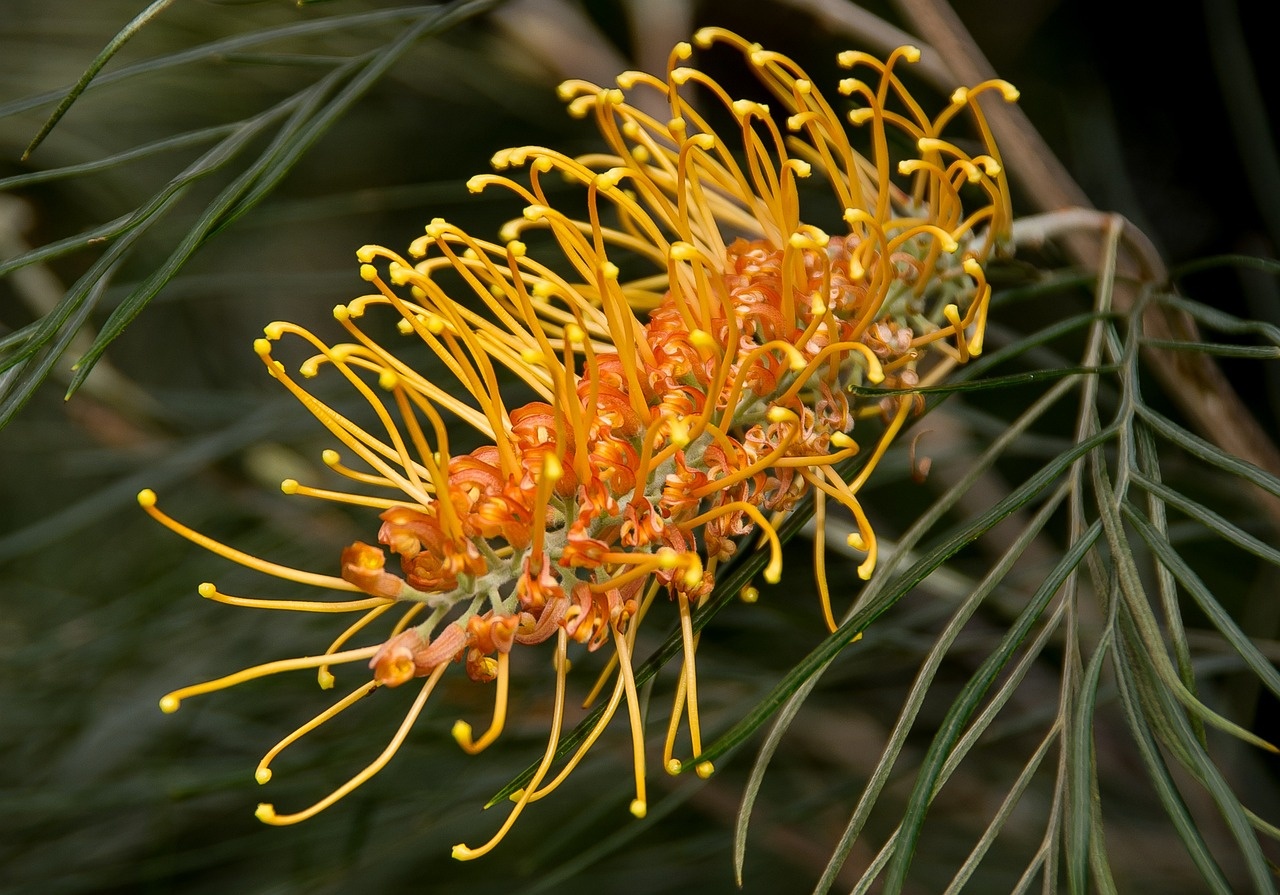 Grevillea robusta - Australian silver oak - Palma Verde Exoten