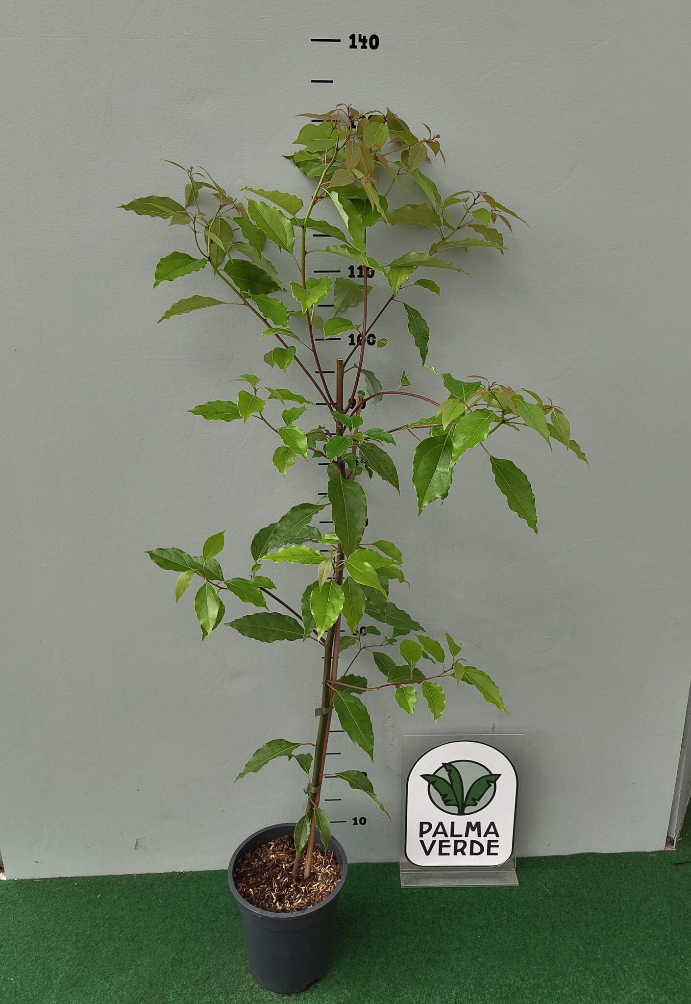 Litsea cubeba - May Chang - Palma Verde Exoten
