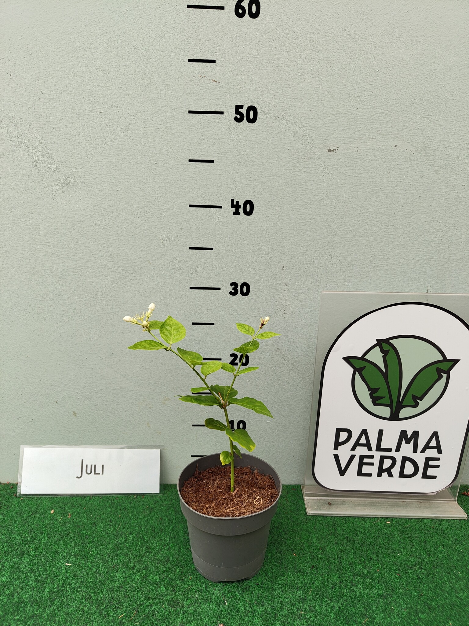 Jasminum sambac Arabian Nights - Arabian jasmine - Palma Verde Exoten