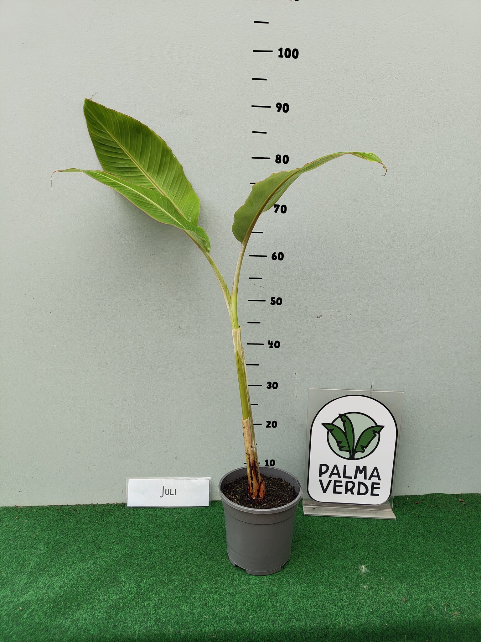 Musa acuminata "Blue Java" - Palma Verde Exoten