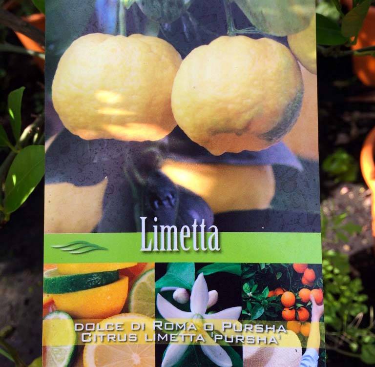 Citrus limetta Pursha - Yellow lime - Palma Verde Exoten