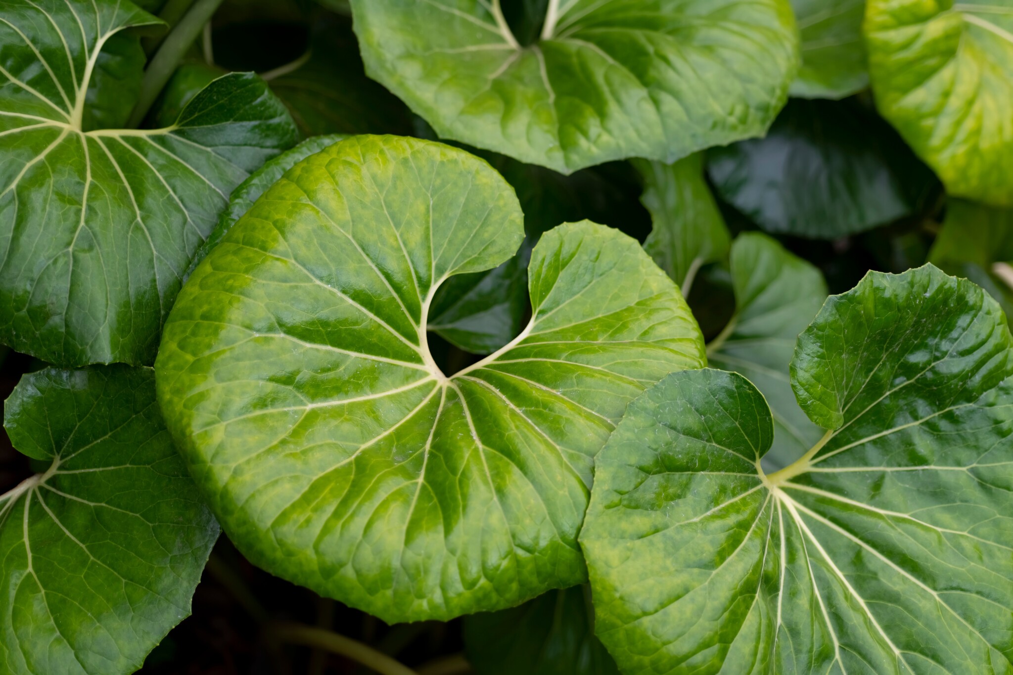 Farfugium japonicum - Leopard Plant - Palma Verde Exoten