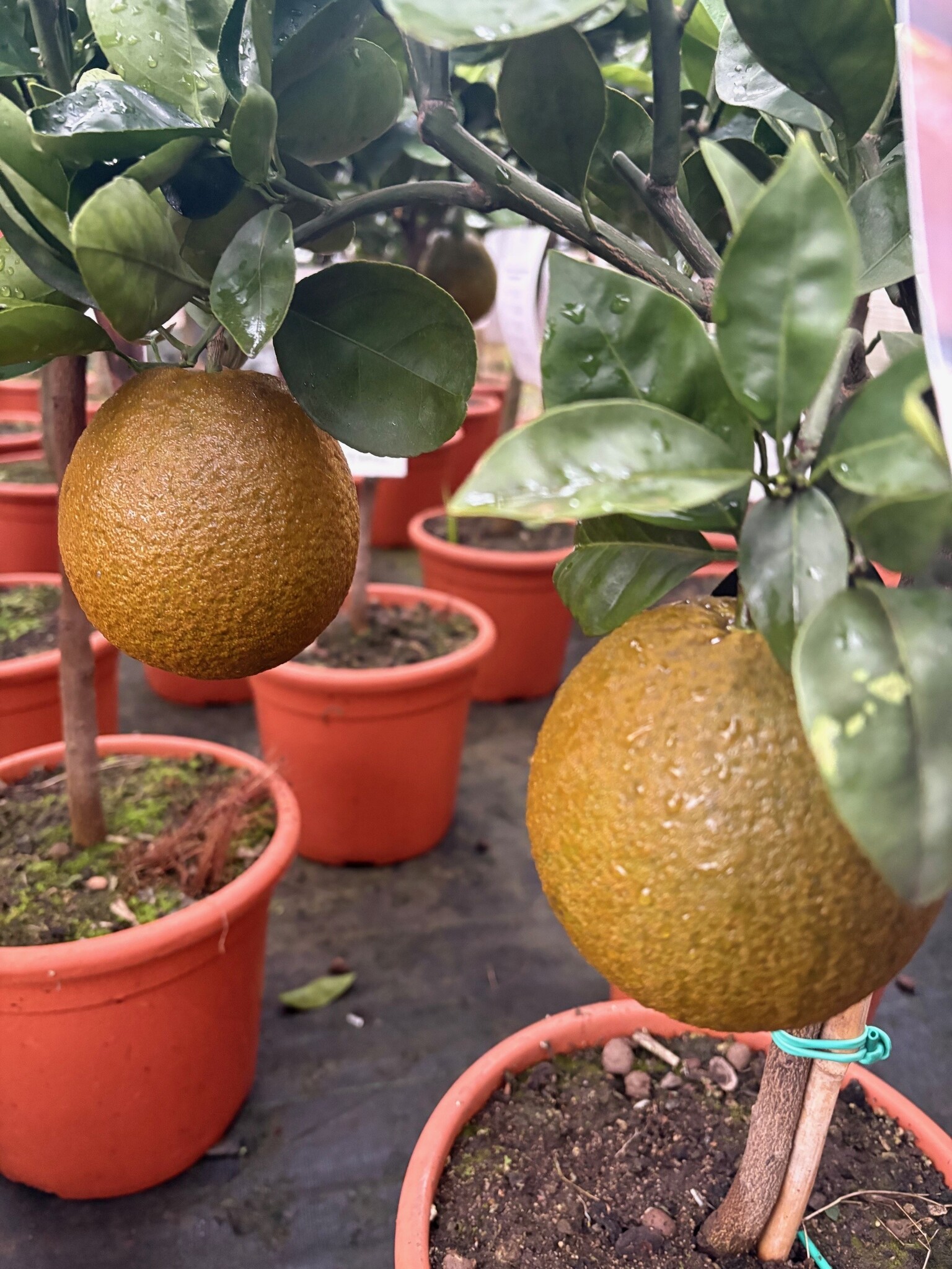 Citrus sinensis "Chocolate Navel" – Chocolate orange - Palma Verde Exoten