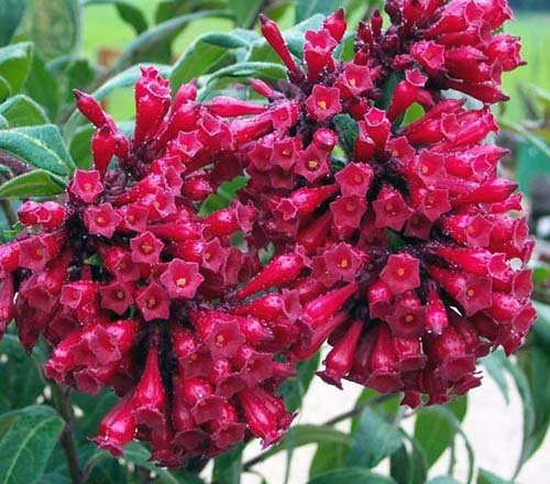 Cestrum elegans - Red jasmine - Palma Verde Exoten