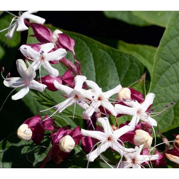Clerodendrum trichotomum - Pindakaasboom - Palma Verde Exoten