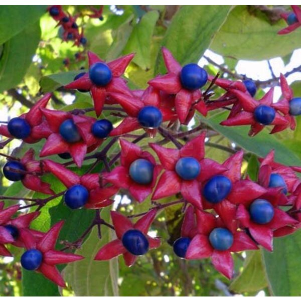 Clerodendrum trichotomum - Pindakaasboom - Palma Verde Exoten