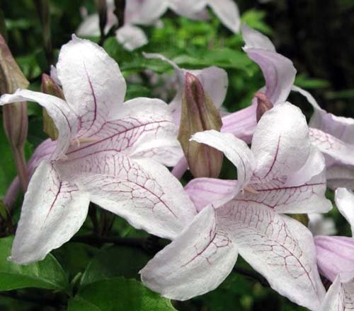 Bela Flowers Pic | Best Flower Site