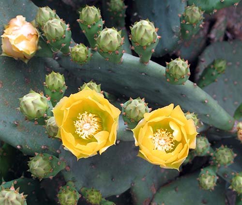 Opuntia humifusa - Winterharde cactus - Palma Verde Exoten