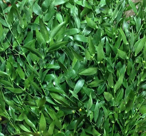 Ruscus italian - Palma Verde Exoten