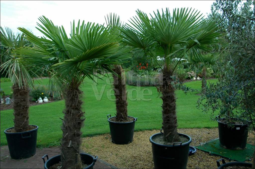 Trachycarpus fortunei - Chinese windmolenpalm - Palma Verde Exoten