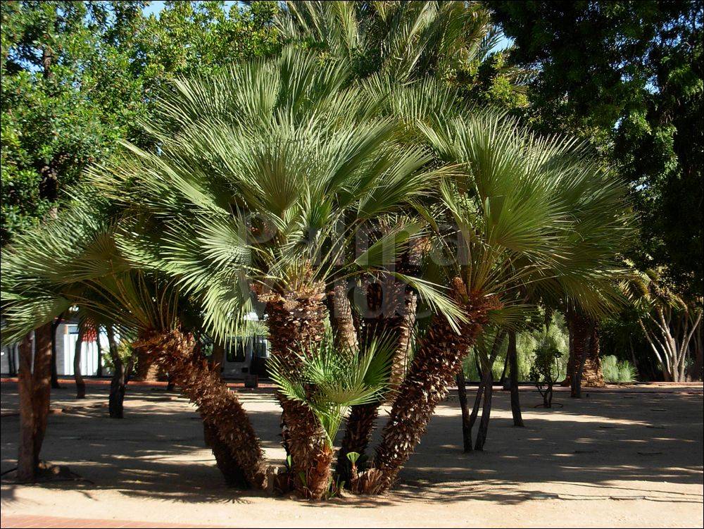 Chamaerops humilis - European dwarf palm - Palma Verde Exoten V.O.F.