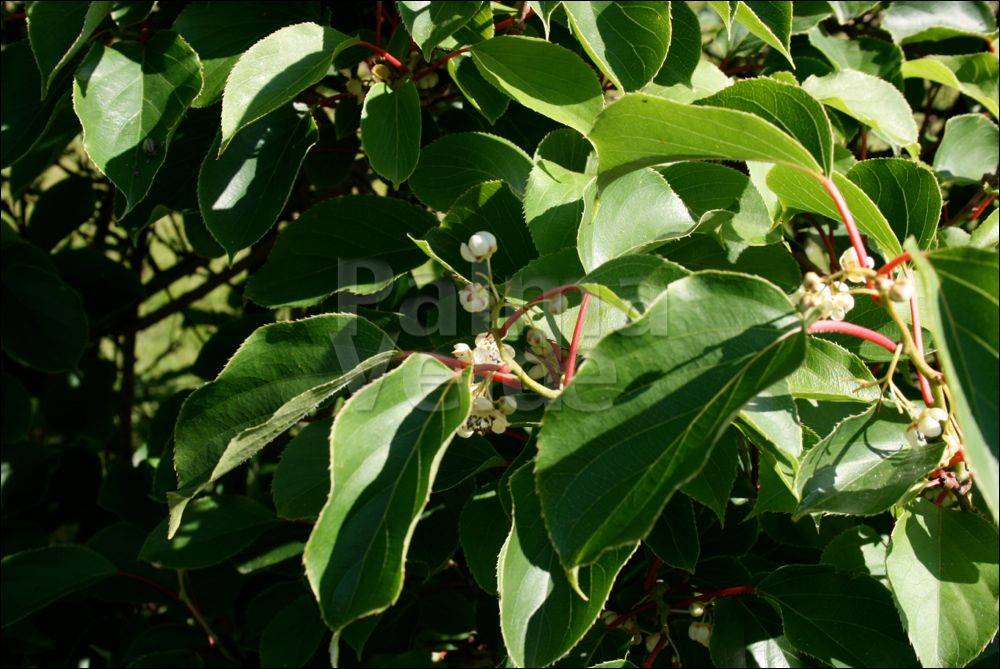 Actinidia arguta Issai - Kiwibes - Siberische kiwi - Palma Verde Exoten ... Actinidia arguta Issai - Kiwibes - Siberische kiwi - Palma Verde Exoten ...