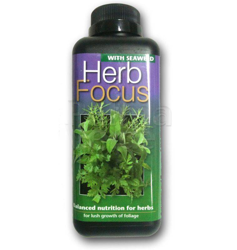 Herb focus - Palma Verde Exoten