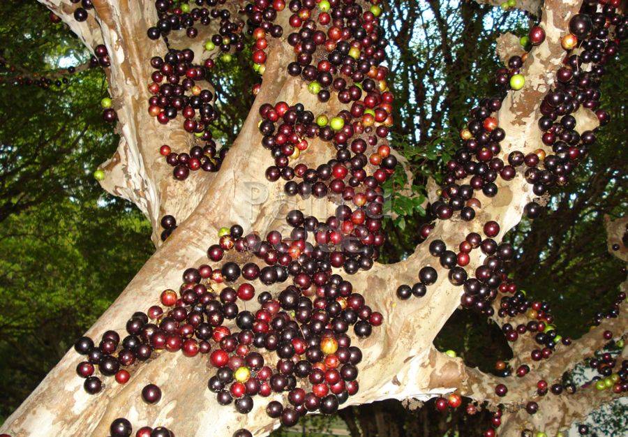 Myrciaria cauliflora - Jabuticaba - Guapuru - Braziliaanse druivenboom ...