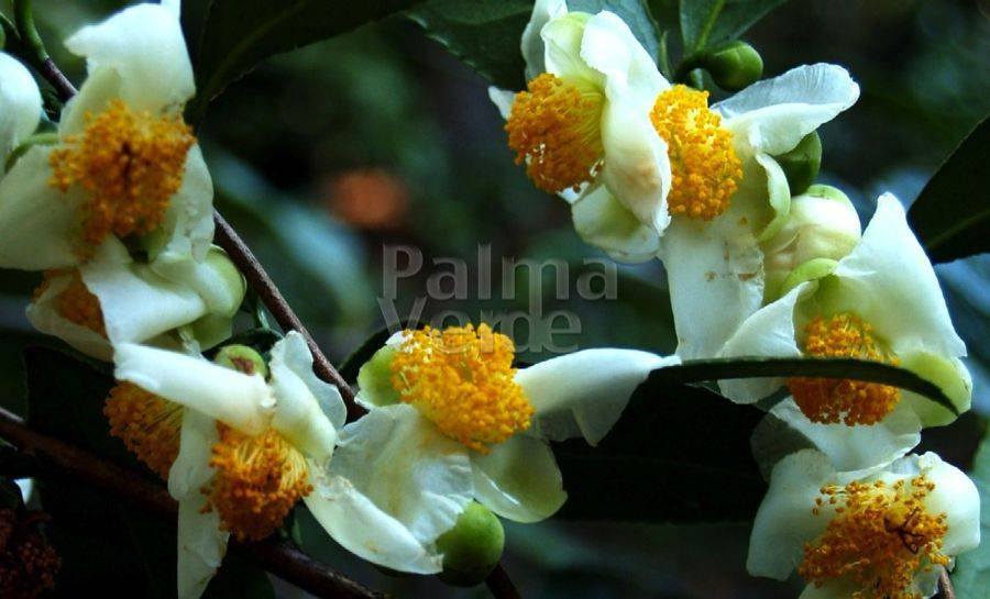 Camellia sinensis - Theeplant - Groene thee - Oolong - Palma Verde Exoten