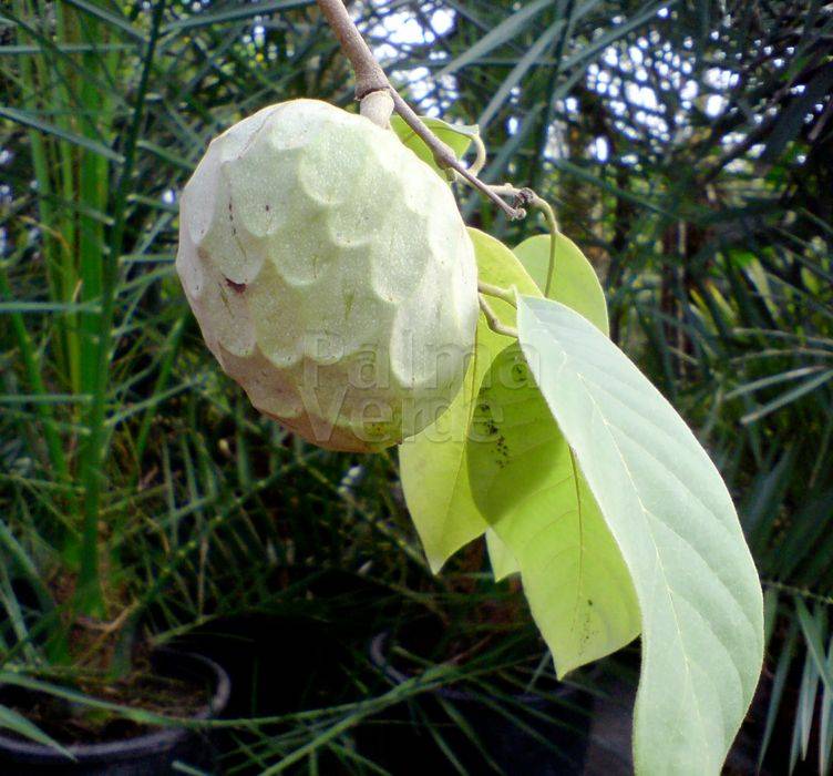 Annona cherimola - Cherimoya - Palma Verde Exoten