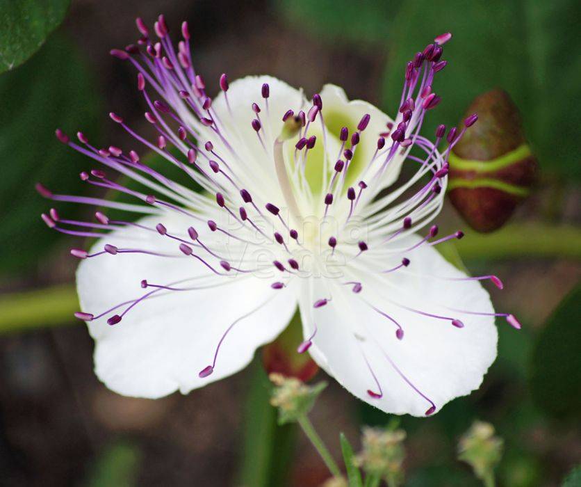 Capparis spinosa - Caper plant - Palma Verde Exoten V.O.F.