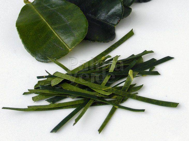 Citrus hystrix - Djeroek poeroet - Kaffirlimoen - Palma Verde Exoten V.O.F.